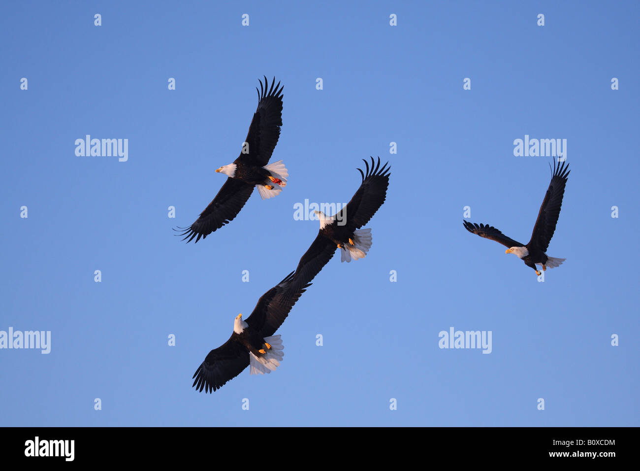 Bald eagle flying from below hi-res stock photography and images - Alamy