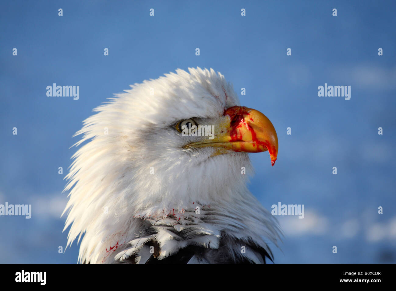 Bird with bloody eye hi-res stock photography and images - Alamy
