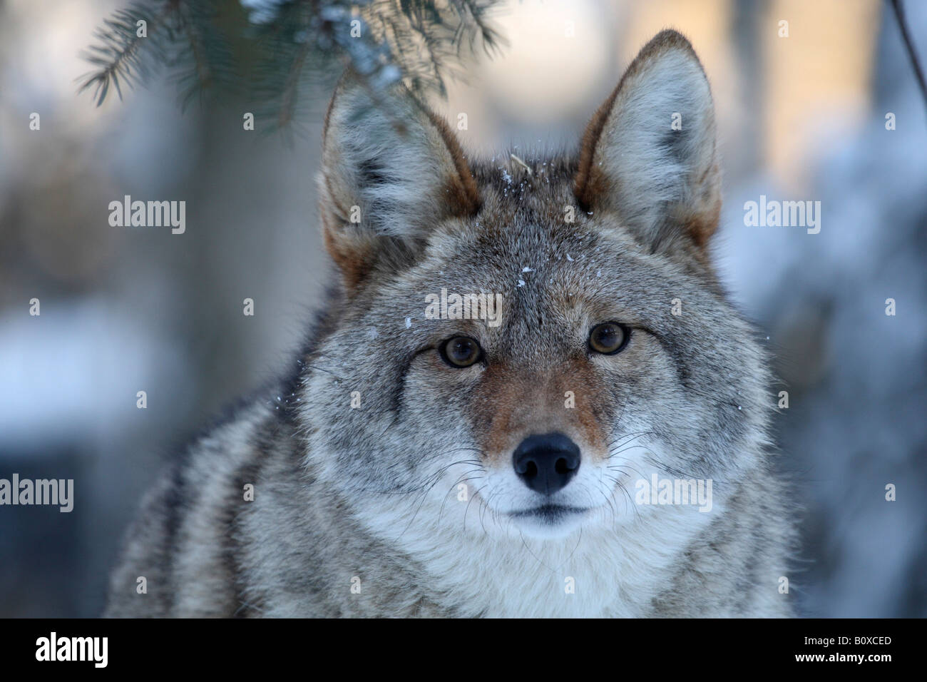 Coyote alaska wildlife hi-res stock photography and images - Alamy