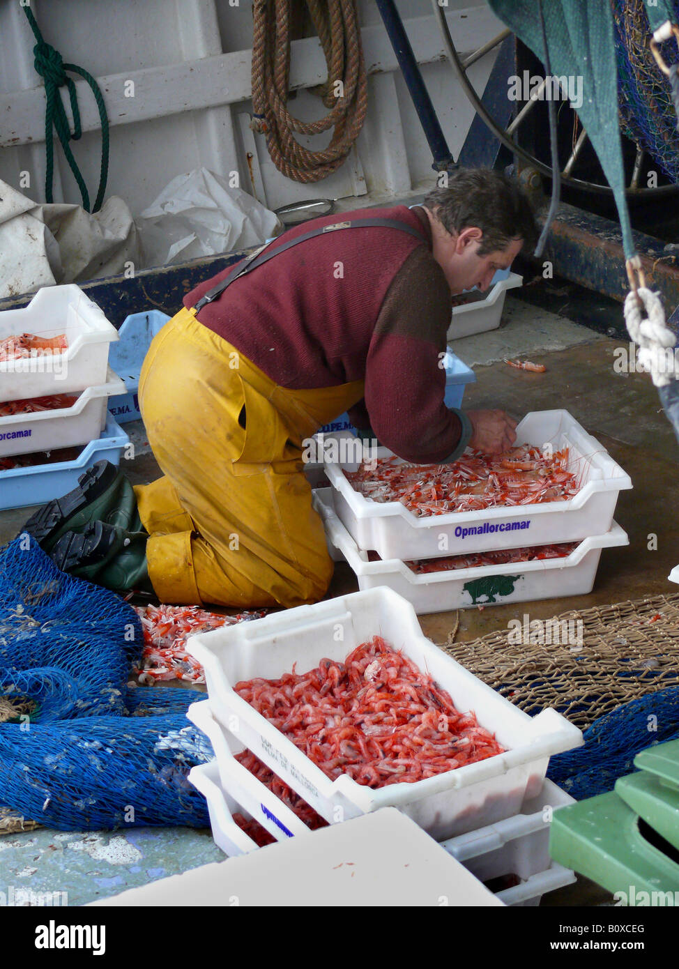 fisherman cleaning catch on fishing boat at harbour, sorting shrimps ...