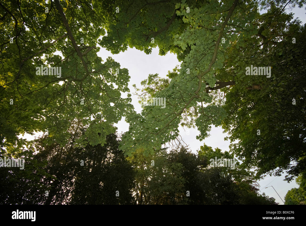 Sunlight through tree canopy Stock Photo - Alamy