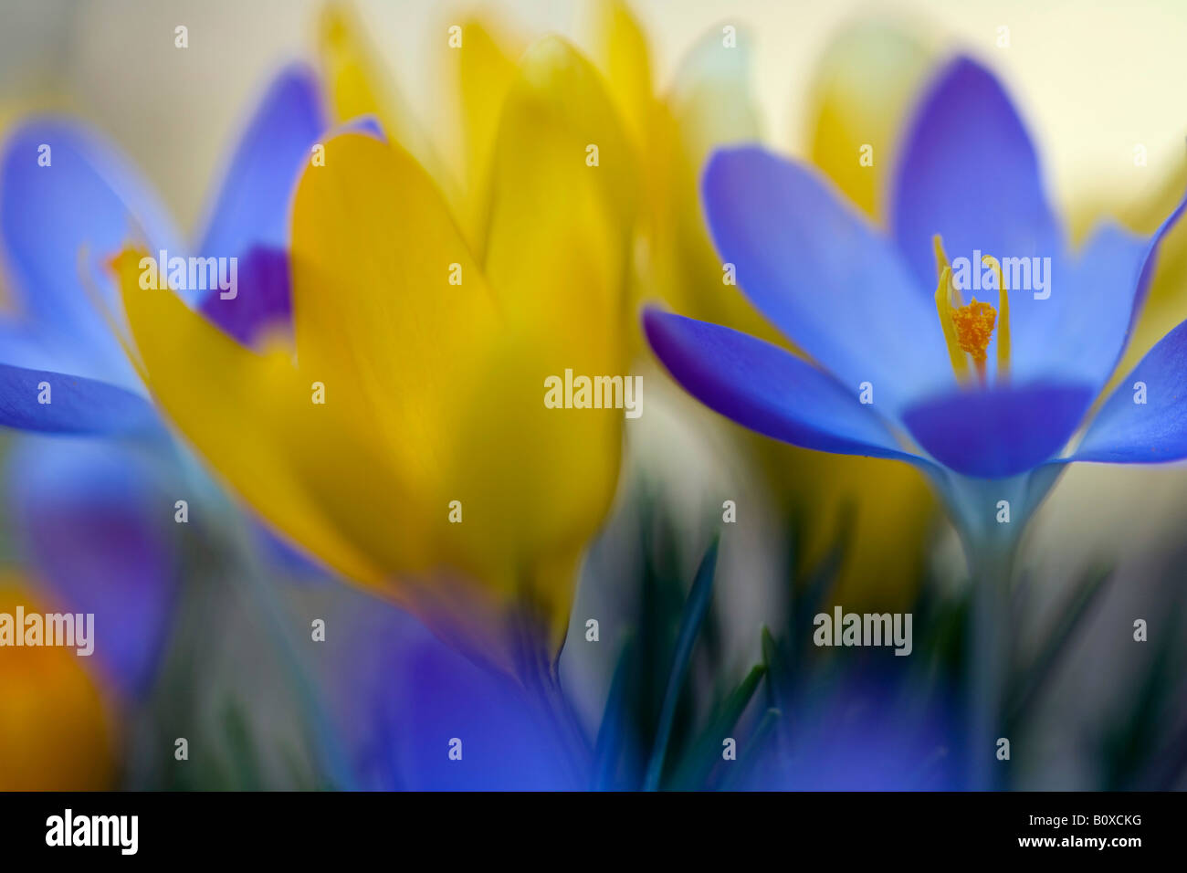 crocus (Crocus spec.), blooming plants Stock Photo - Alamy