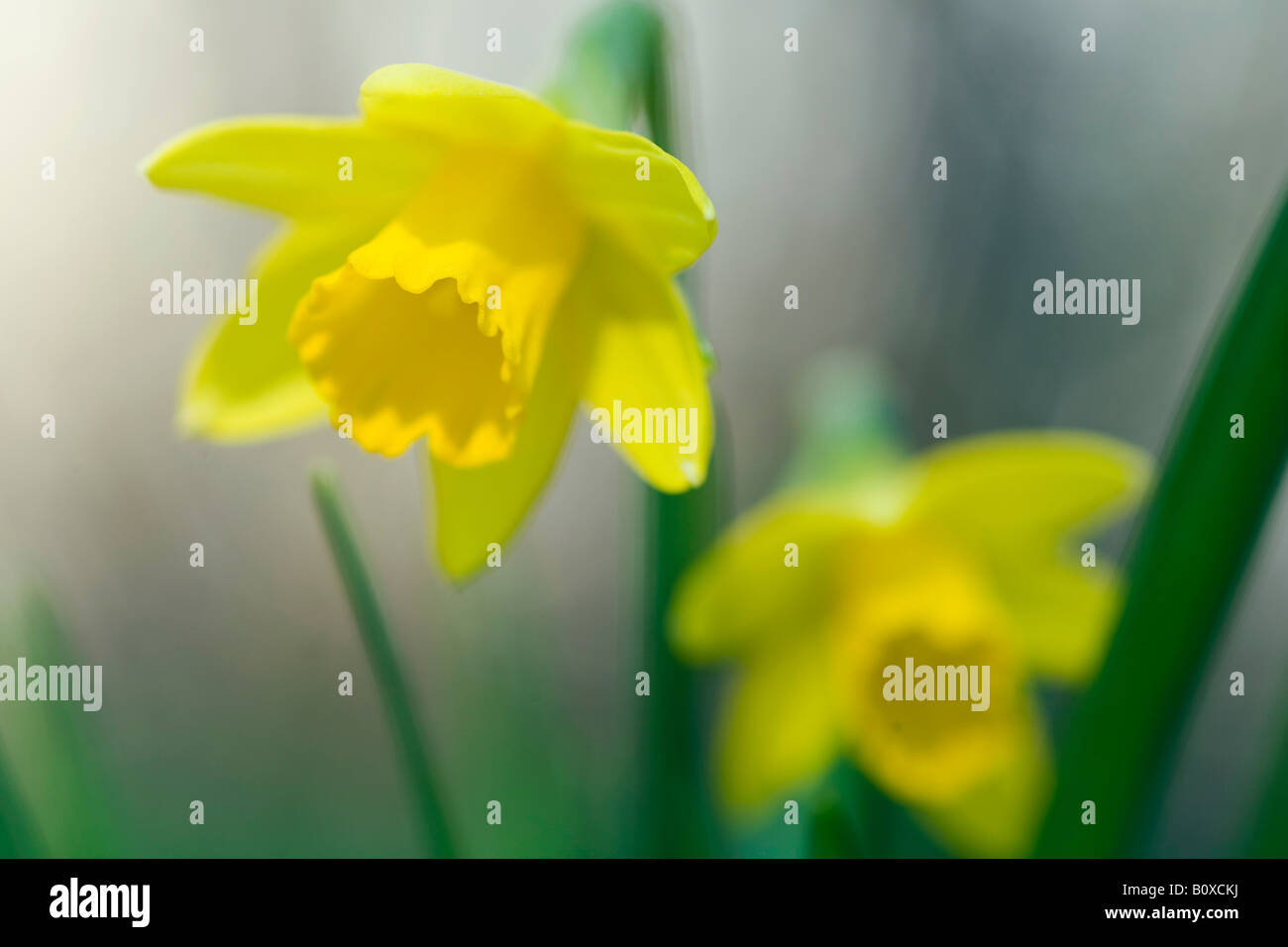 common daffodil (Narcissus pseudonarcissus), blossoms Stock Photo - Alamy