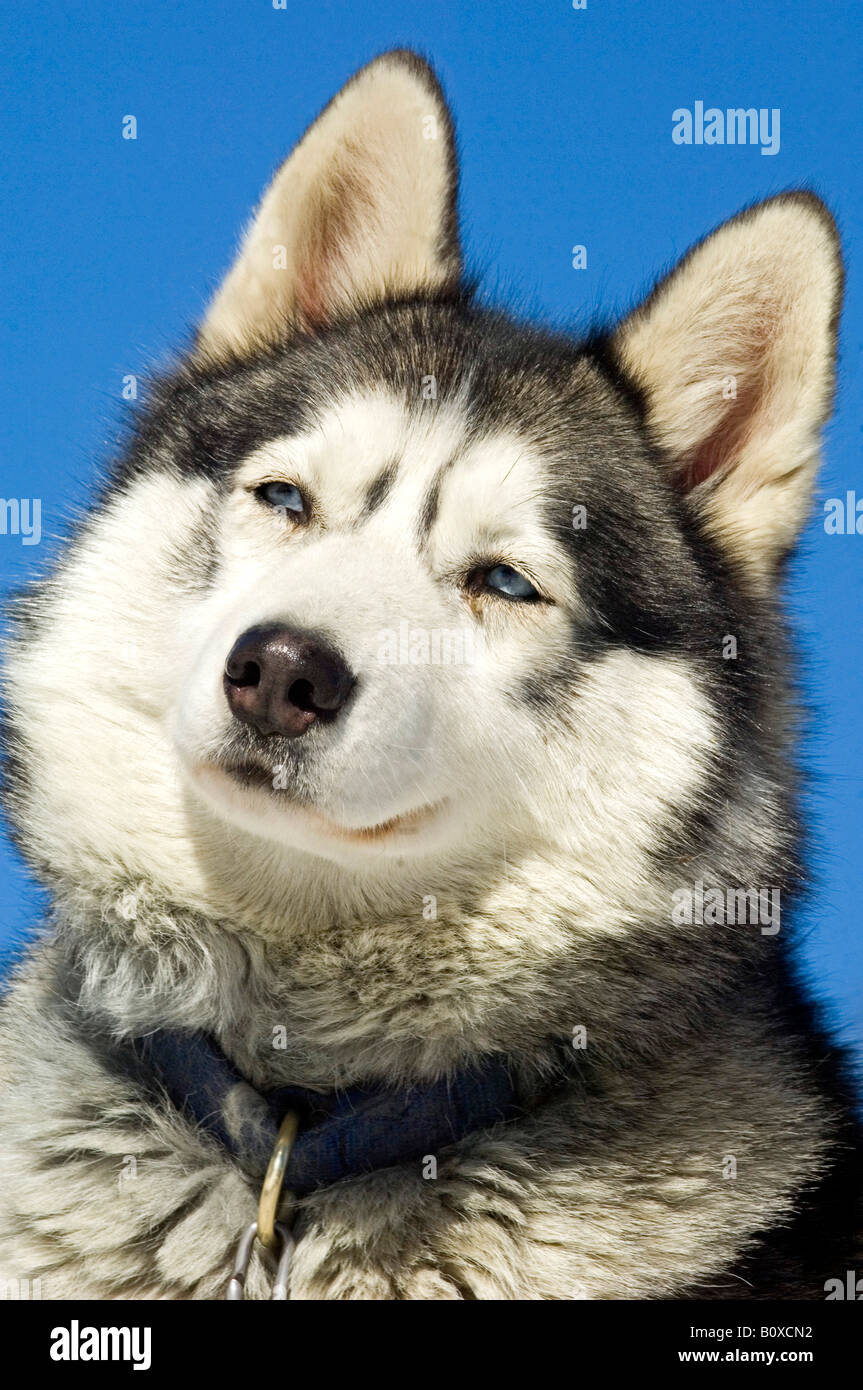 Siberian husky (Canis lupus f. familiaris), portrait Stock Photo - Alamy