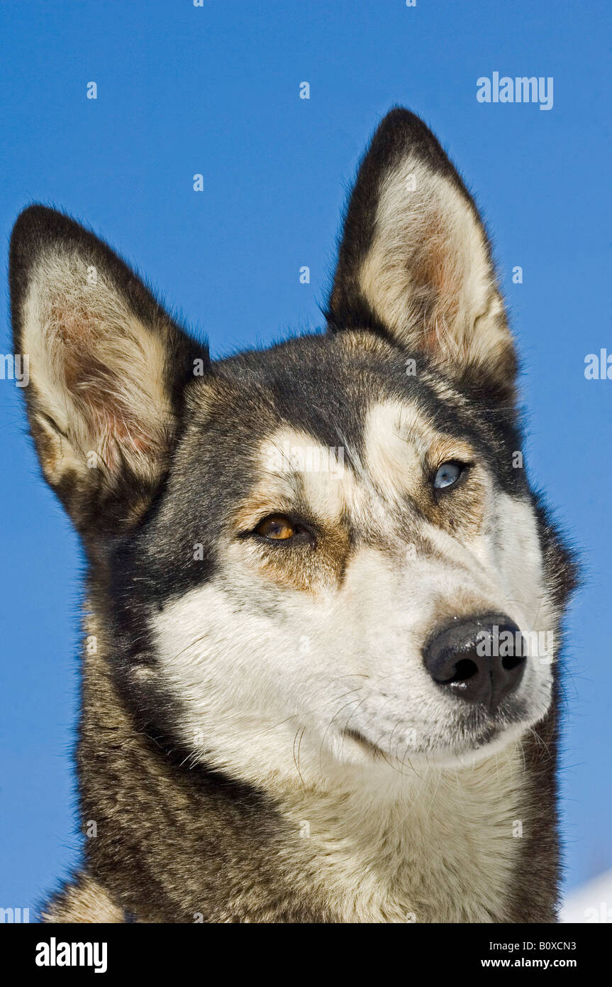 Siberian husky (Canis lupus f. familiaris), portrait Stock Photo - Alamy