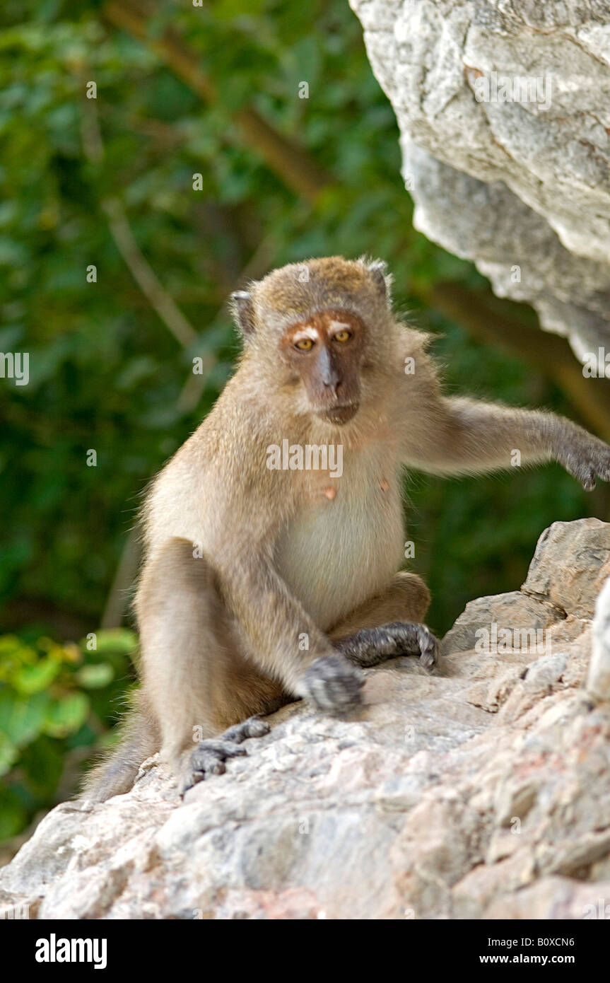 Auf monkey island hi-res stock photography and images - Alamy