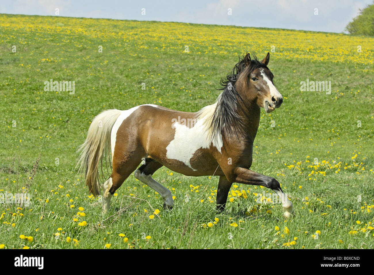 Lewitz hi-res stock photography and images - Alamy