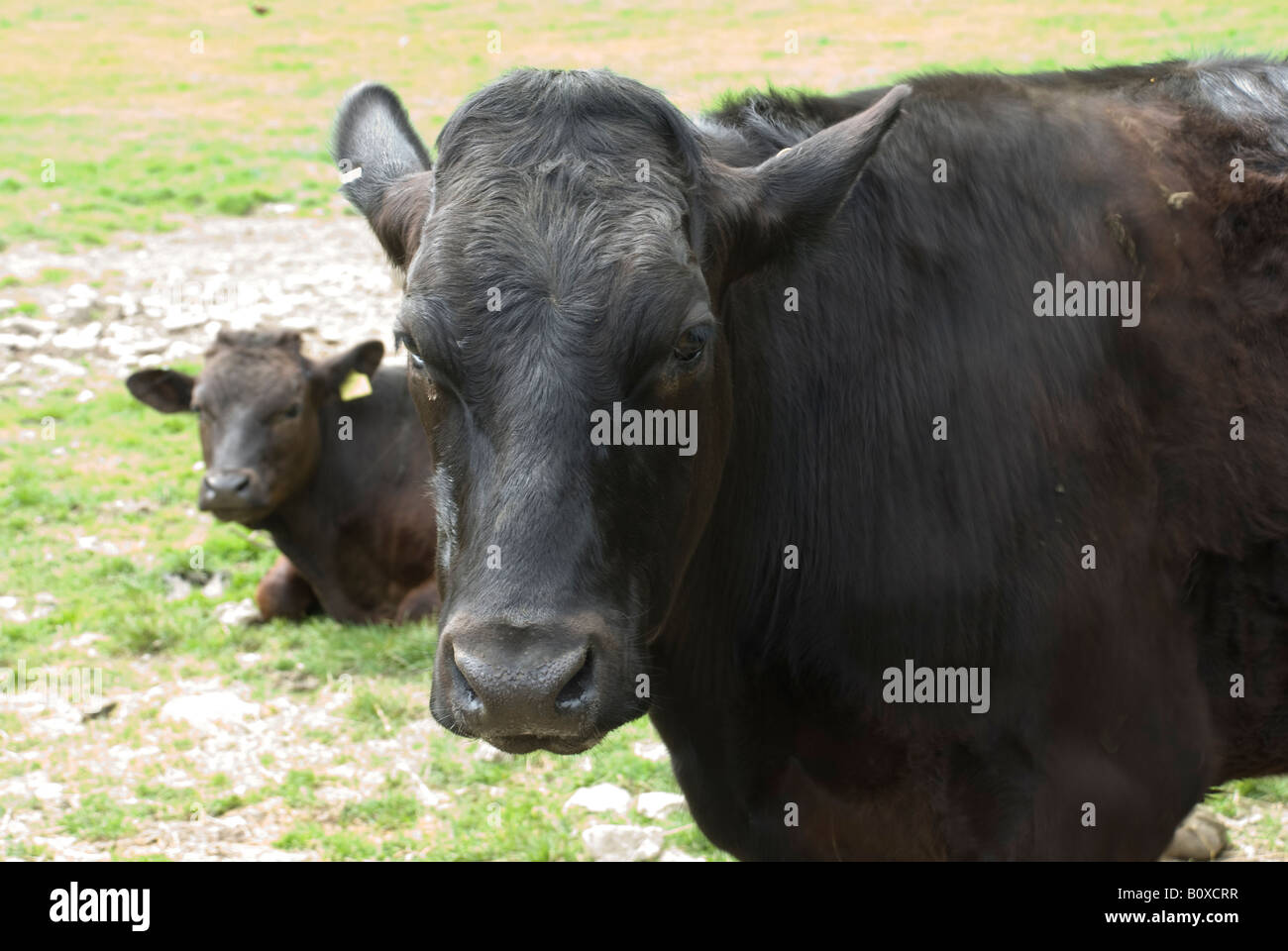 Black bullock hi-res stock photography and images - Alamy