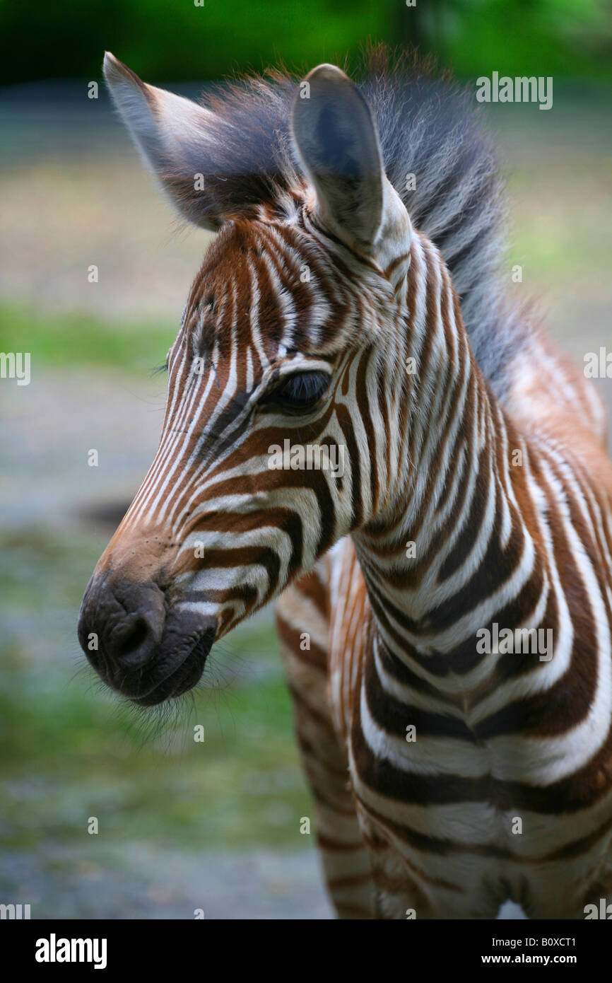 Boehm's zebra, Grant's zebra (Equus quagga boehmi, Equus quagga granti ...