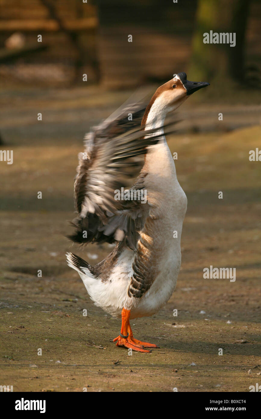 Swan Goose, Brown African Goose (Anser cygnoides), goose flapping wings ...
