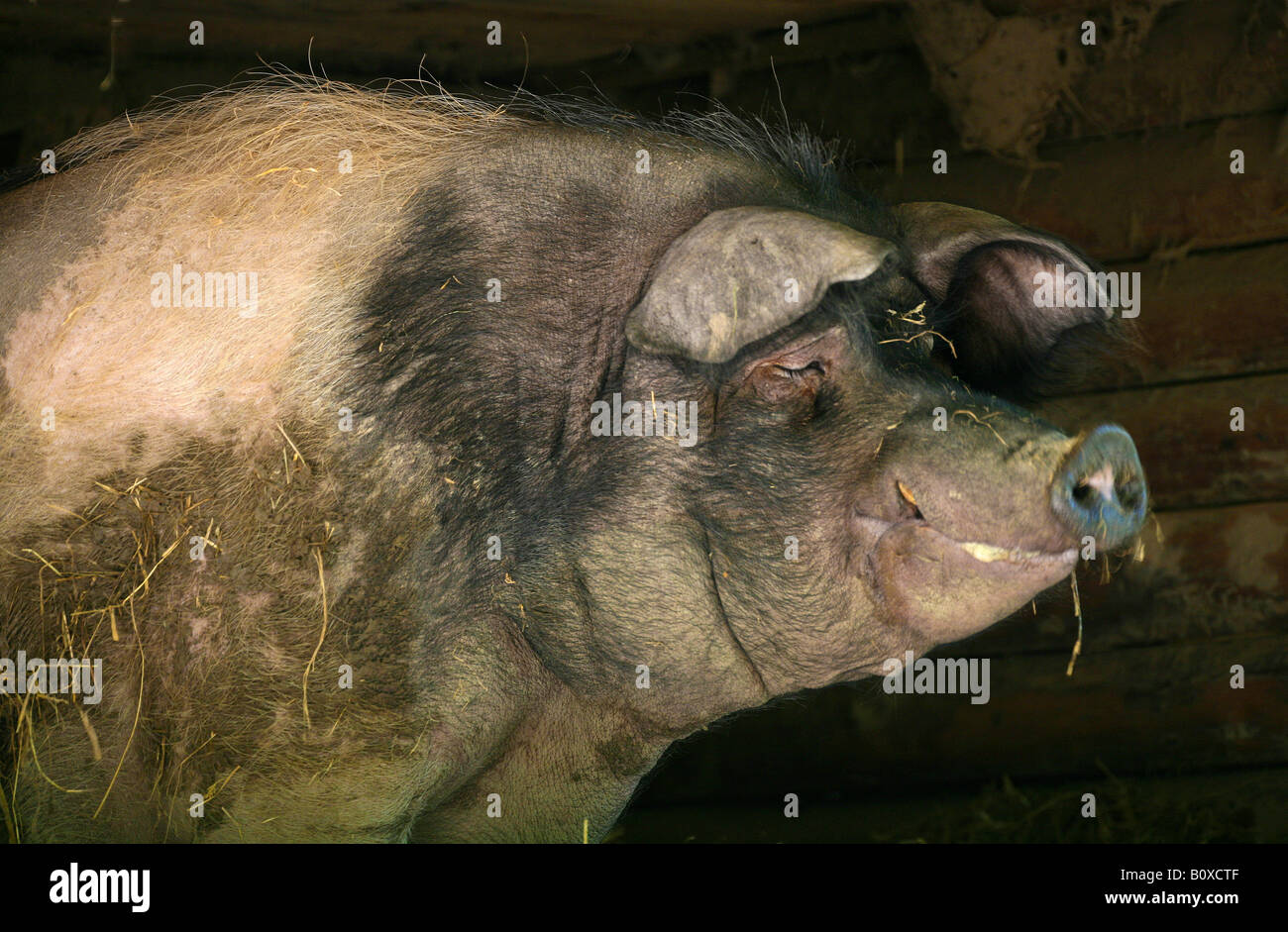 domestic pig (Sus scrofa f. domestica), boar Stock Photo - Alamy
