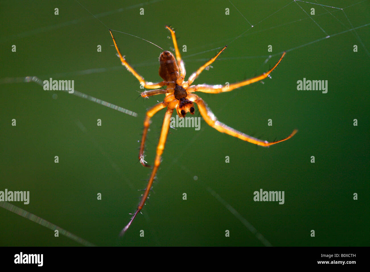 Autumn orbweaver (Meta segmentata, Metellina segmentata), in net Stock ...