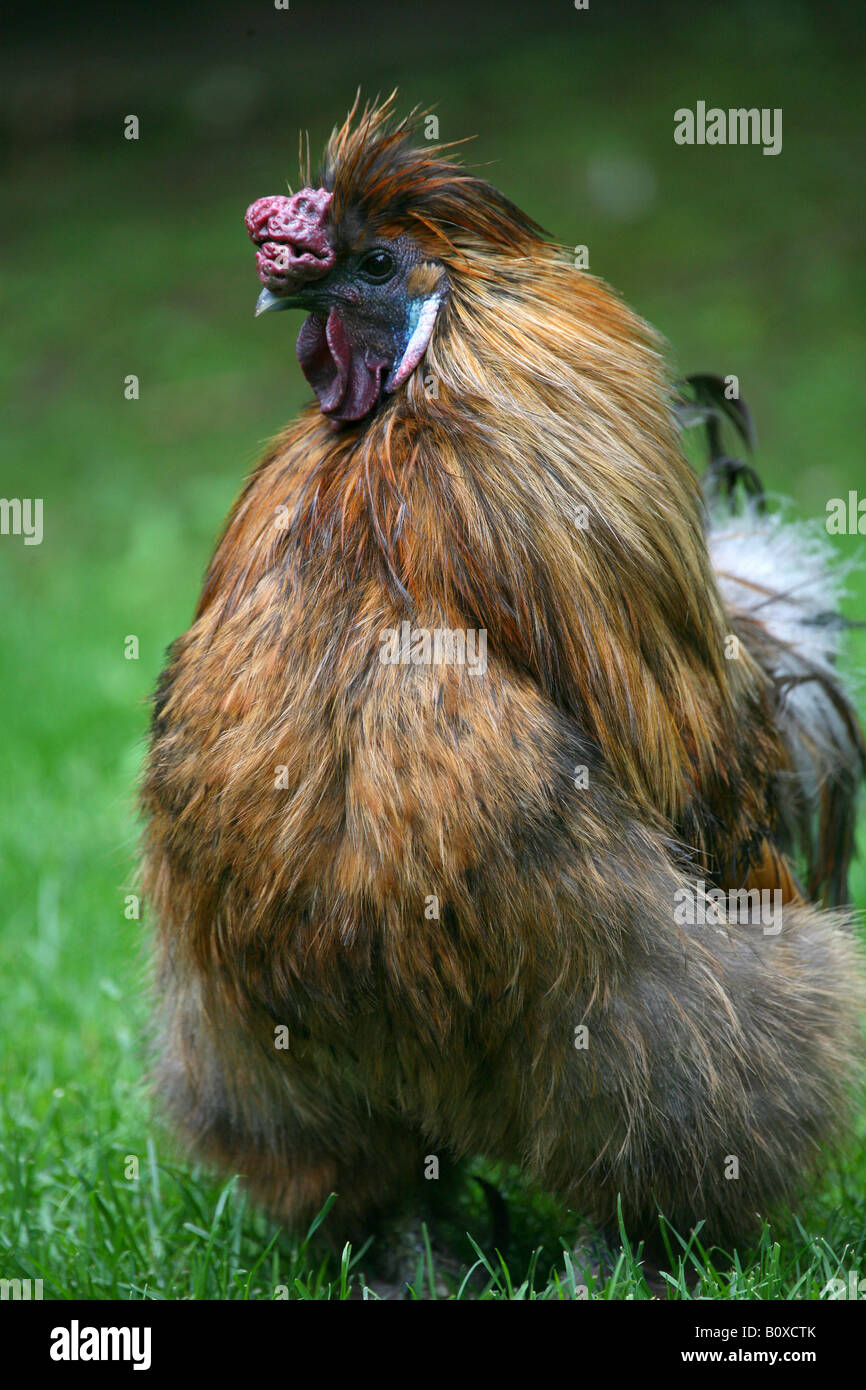 Japanese Silkie, Japanese Silky Fowl (Gallus gallus f. domestica), on ...