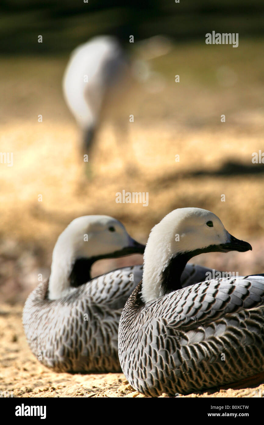 empeor goose (Anser canagicus), two individuals lying in the sun Stock ...