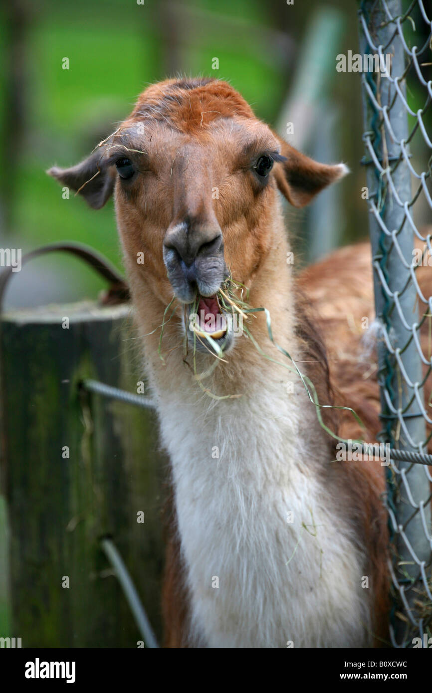 llama (Lama glama), portrait Stock Photo - Alamy