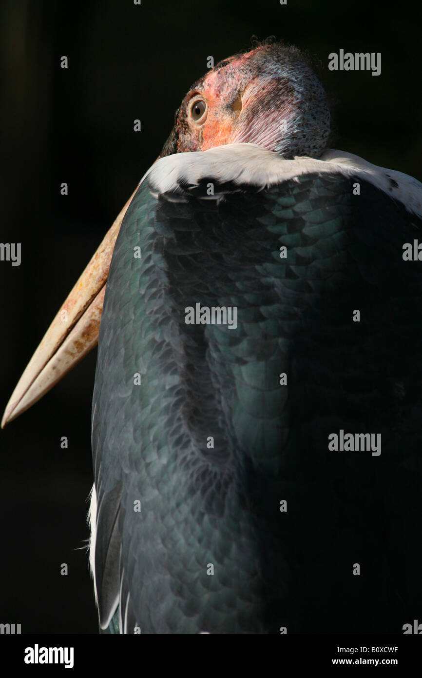 Marabou stork rear view hi-res stock photography and images - Alamy