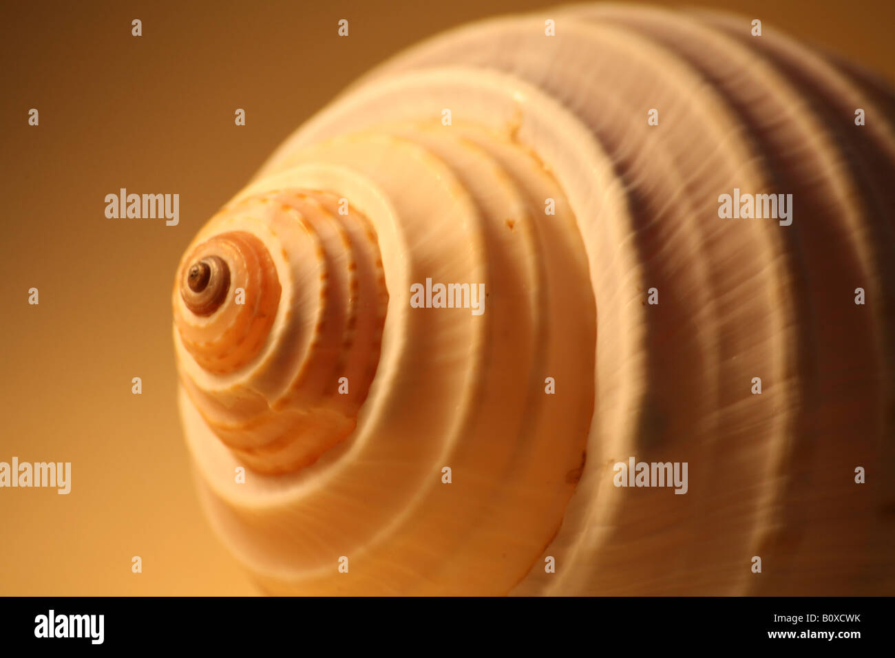 detail of a snail-shell Stock Photo - Alamy