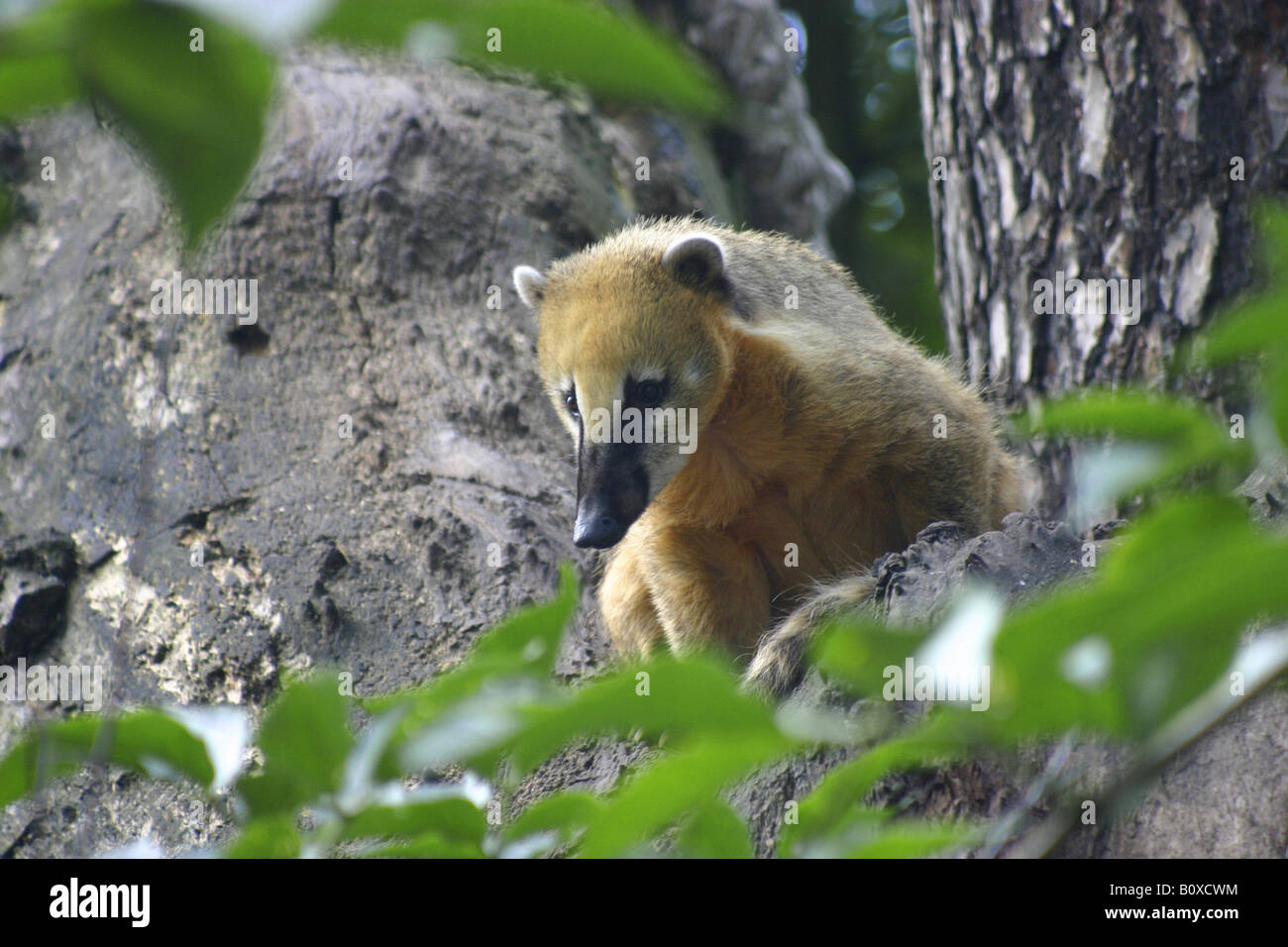coatimundi, common coati, brown-nosed coati (Nasua nasua), on branch ...