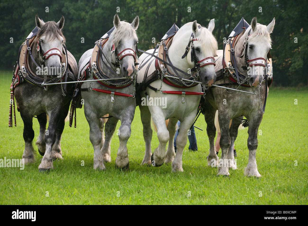 Percheron horse (Equus przewalskii f. caballus), harnessed team Stock ...