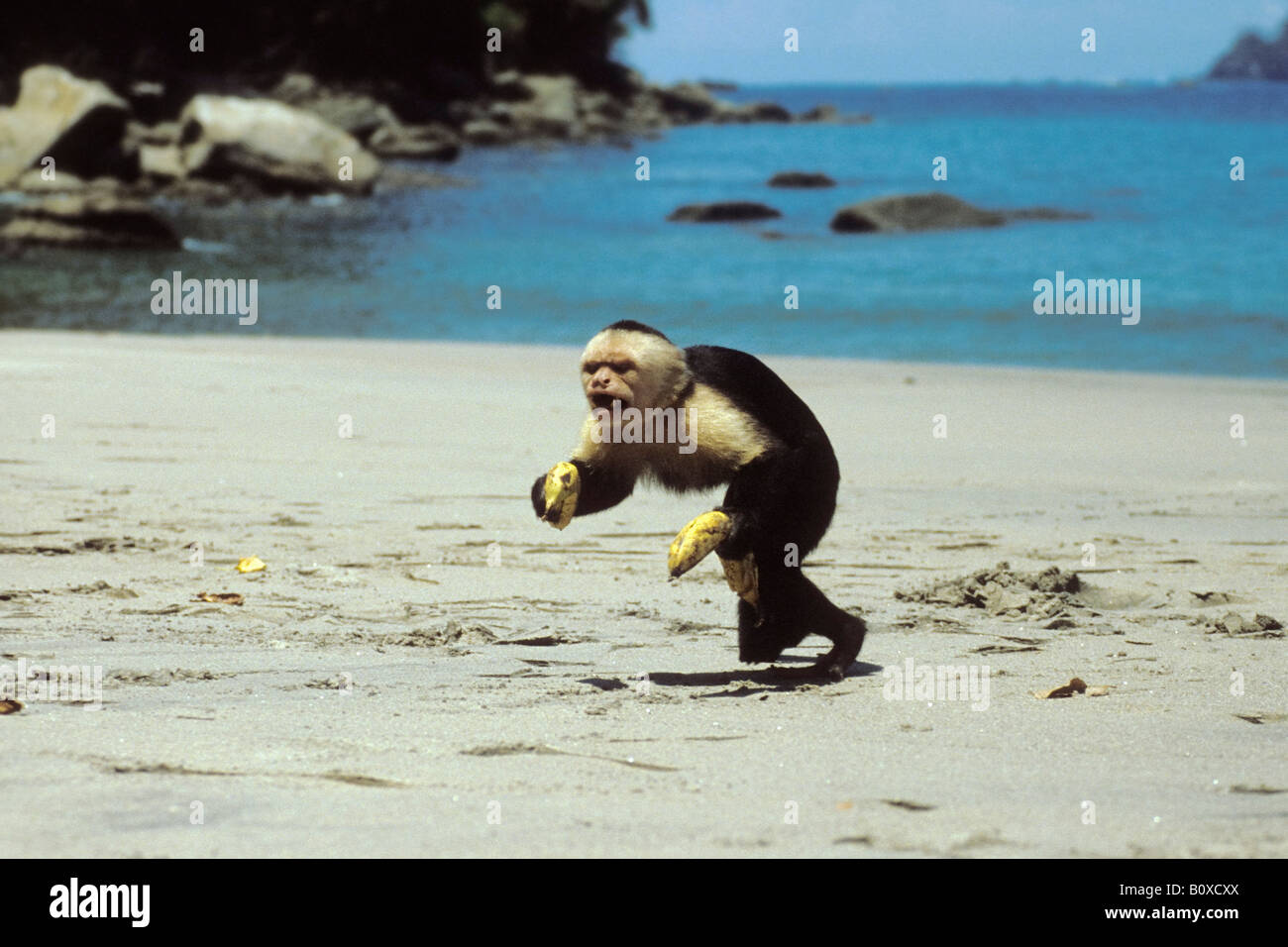 Capuchin Monkey (Cebus hypoleucus), at the beach with with bananas in ...