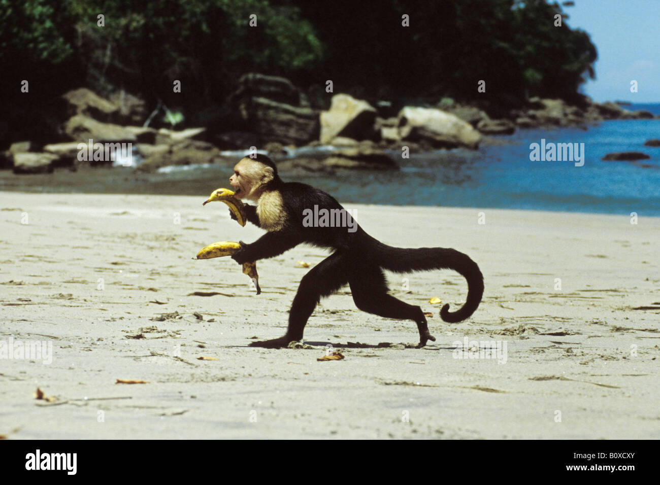 Monkey hands hi-res stock photography and images - Alamy