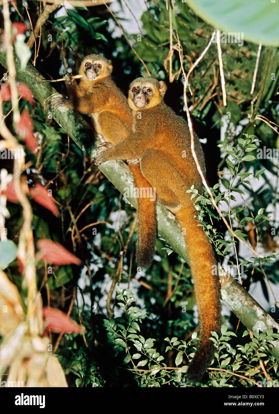 Golden Bamboo Lemur (Hapalemur aureus), male with young, young eating ...