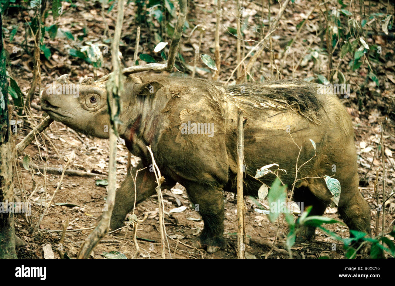 Sumatran rhinoceros, hairy rhinoceros (Dicerorhinus sumatrensis), after ...