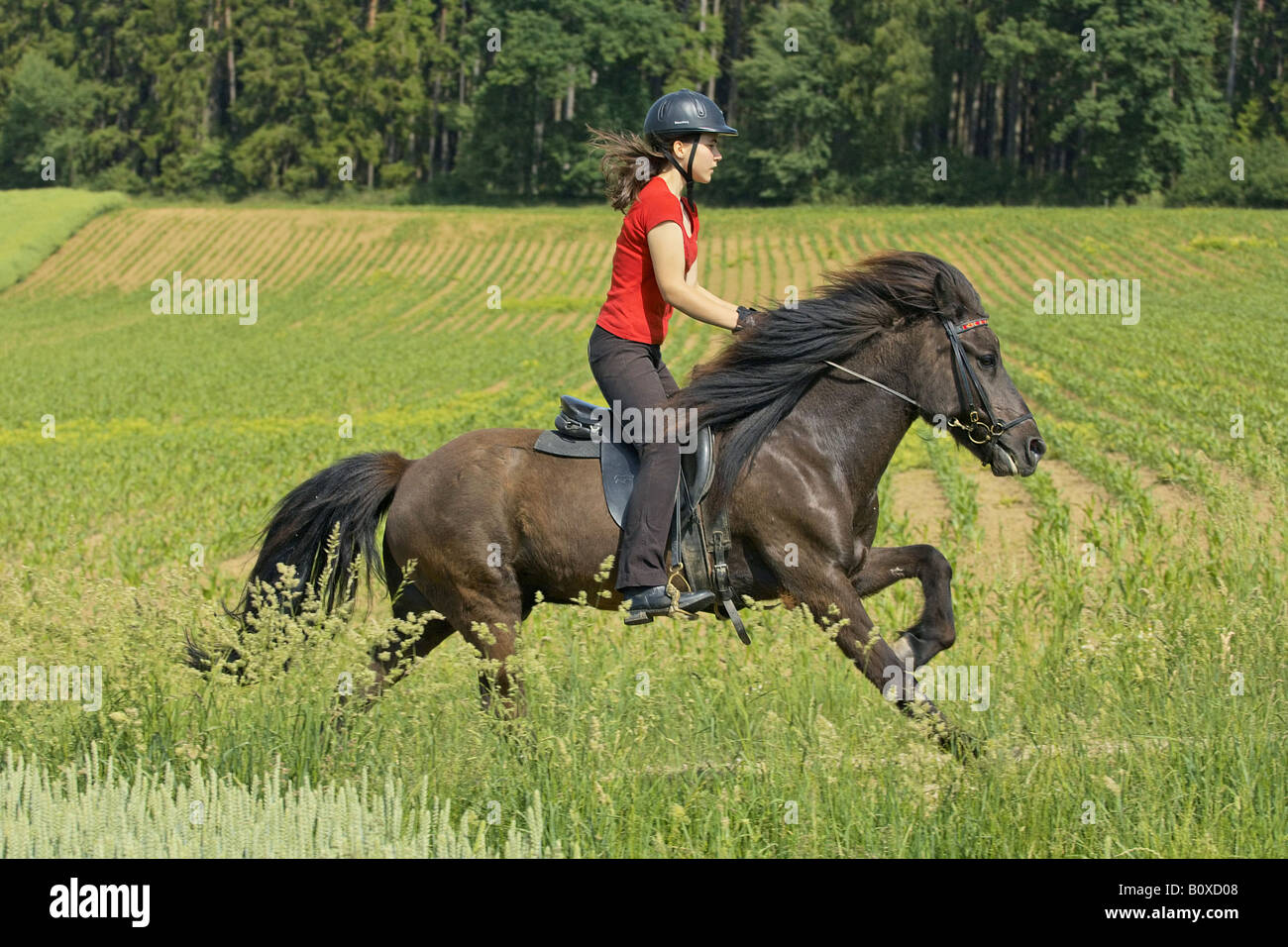 Animal canter cantering field gallop galloping horse hi-res stock ...