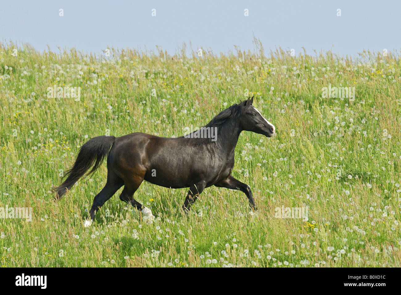 Welsh B pony mare - trotting on meadow Stock Photo - Alamy