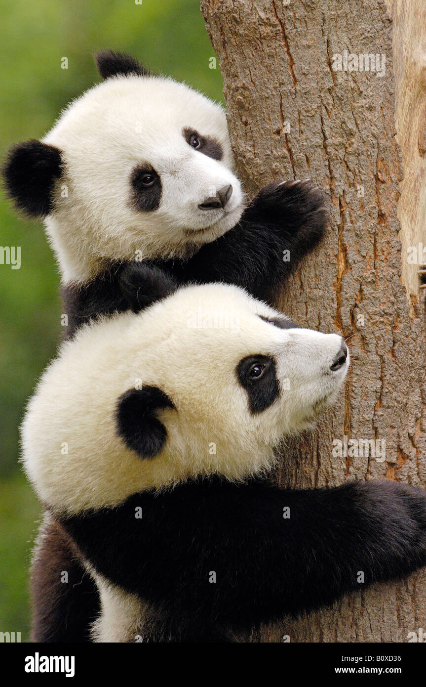 Giant Panda (Ailuropoda melanoleuca). Two young individuals clinging to ...