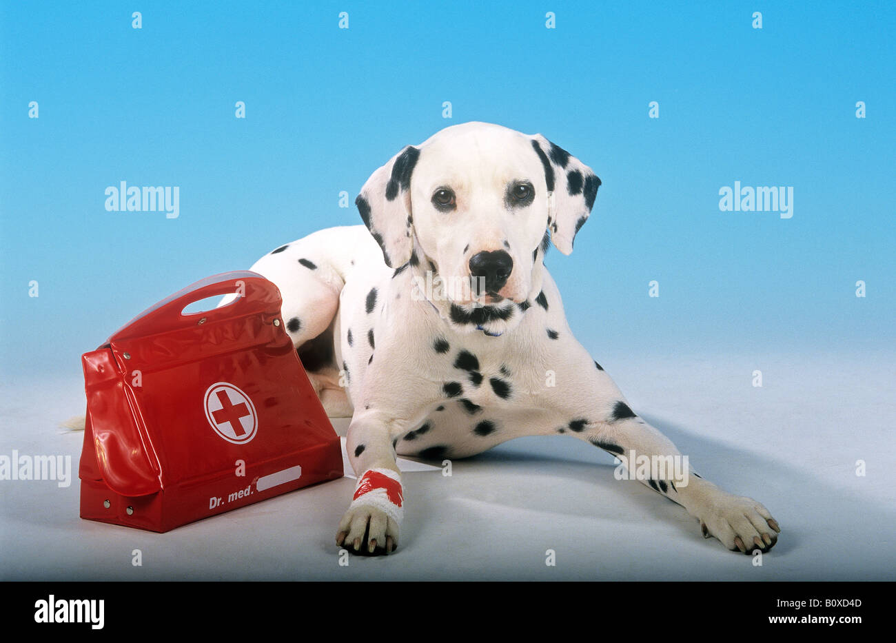 First aid for animals hi-res stock photography and images - Alamy