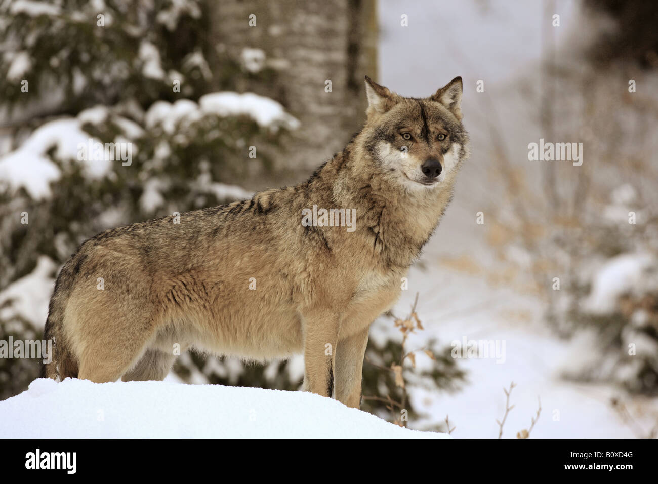 european wolf - standing in snow / Canis lupus Stock Photo - Alamy