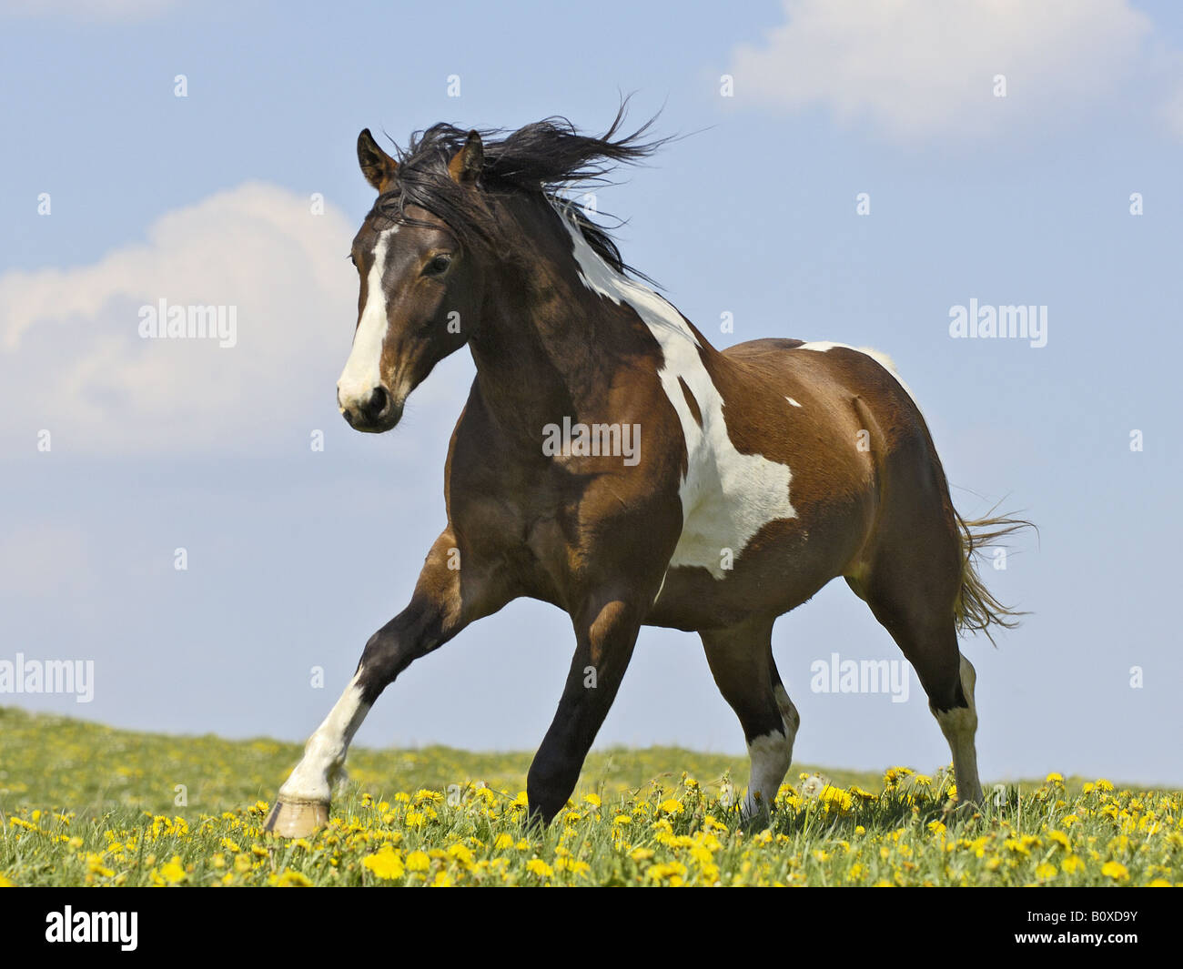 Horse ponies pony gallop galloping canter cantering hi-res stock ...