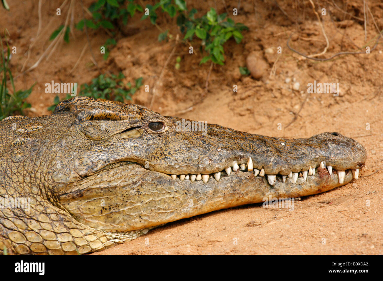 Nile Crocodile basking on the banks of the River Nile near Murchison ...