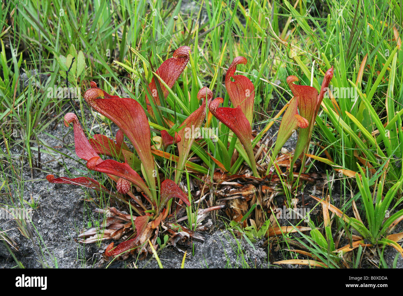 Carnivorous Parrot Pitcher Plant Sarracenia psittacina Southeastern USA ...