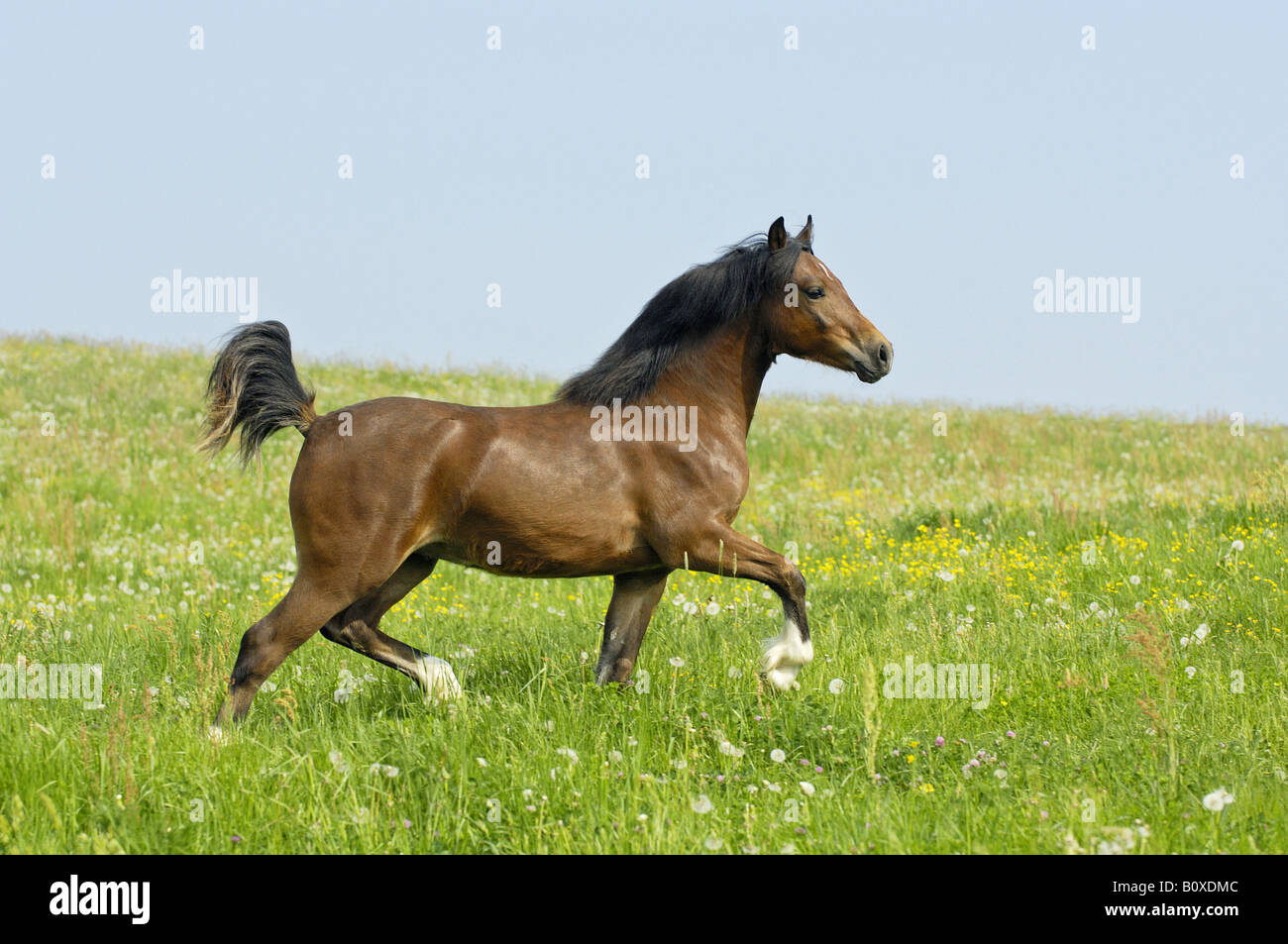 Welsh c hi-res stock photography and images - Alamy