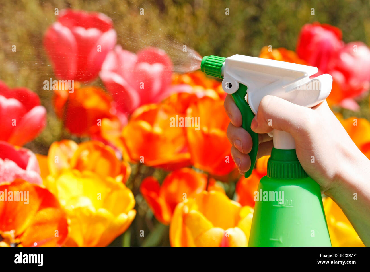 Woman spraying red flower hi-res stock photography and images - Alamy