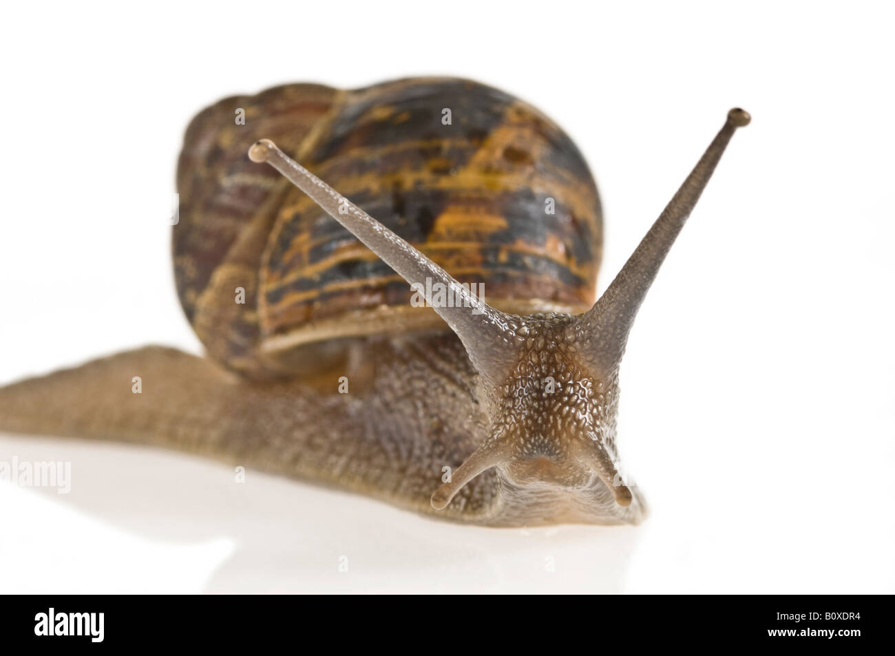 A common garden snail (Helix aspersa) against a pure white background ...
