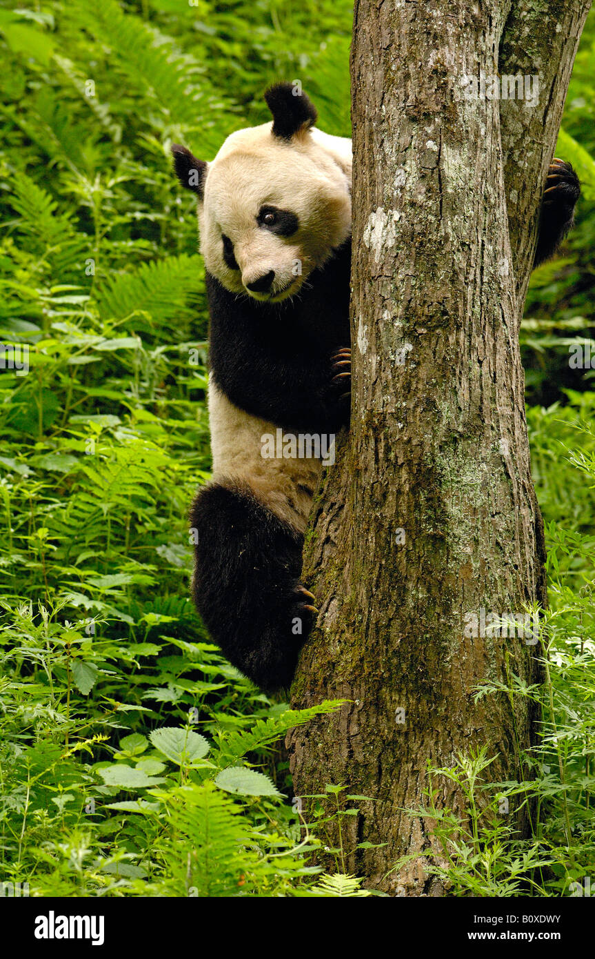 Giant Panda (Ailuropoda melanoleuca), adult climbing up a tree Stock ...
