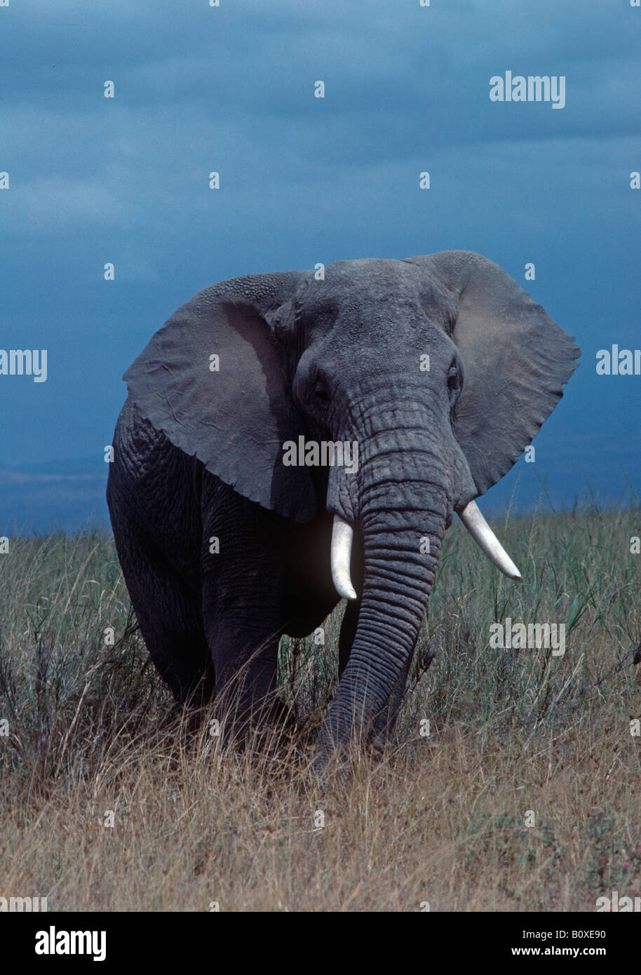 Melanistic Elephant