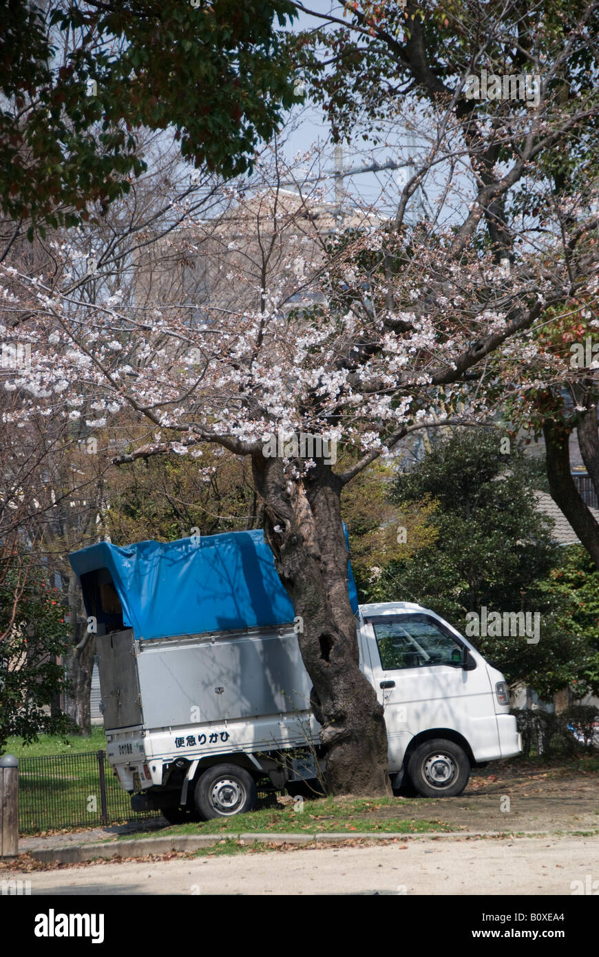 Kumamoto, Japan. A truck parked under an ancient flowering cherry tree ...