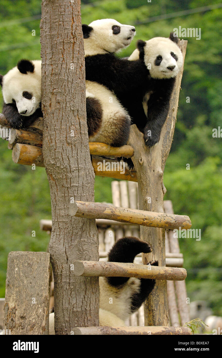 Baby Panda Bears Playing