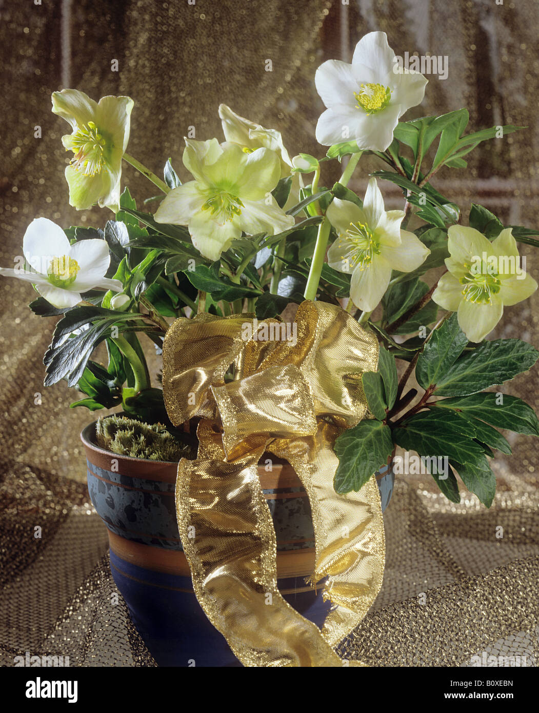 Christmas Roses High Resolution Stock Photography and Images - Alamy