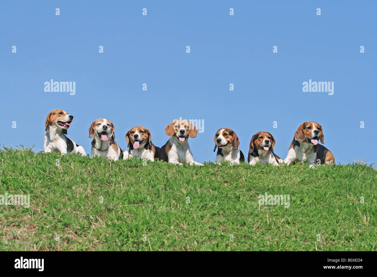 Seven dogs hi-res stock photography and images - Alamy