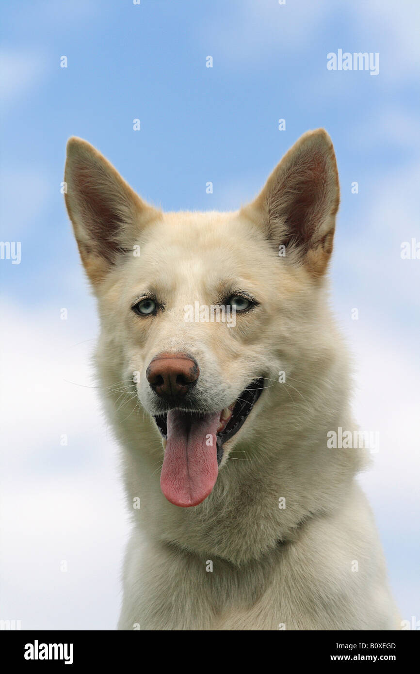 siberian husky - portrait Stock Photo - Alamy