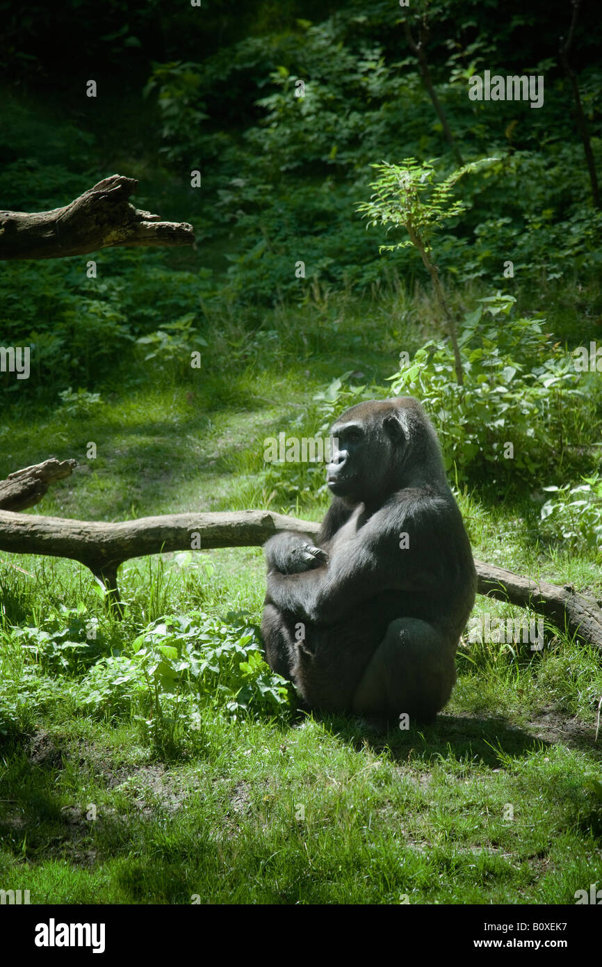 A lowland gorilla sits in the Congo jungle world exhibit at the Bronx ...