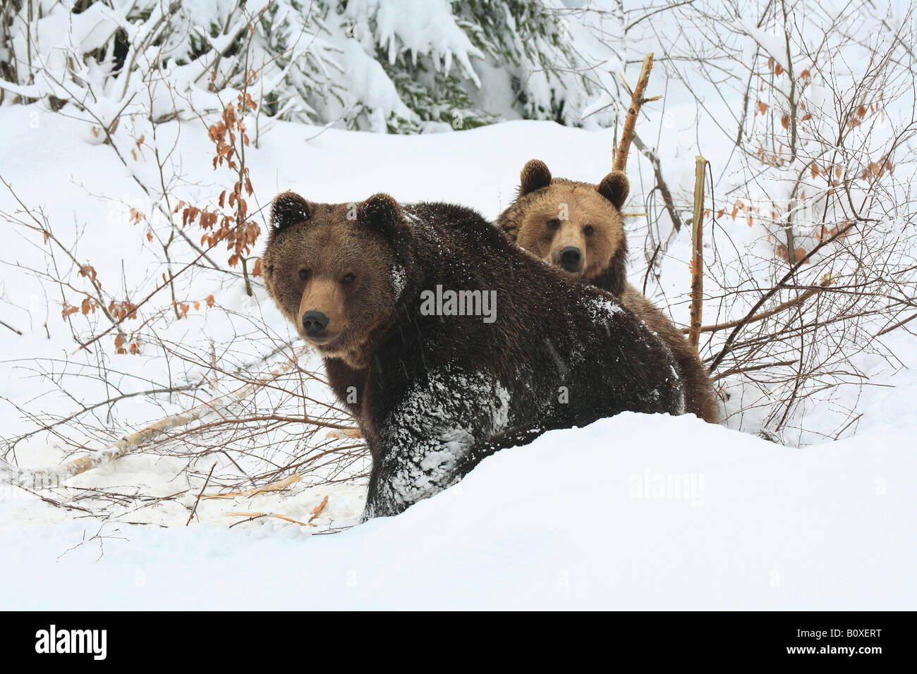 Two brown bears in snowy hi-res stock photography and images - Alamy