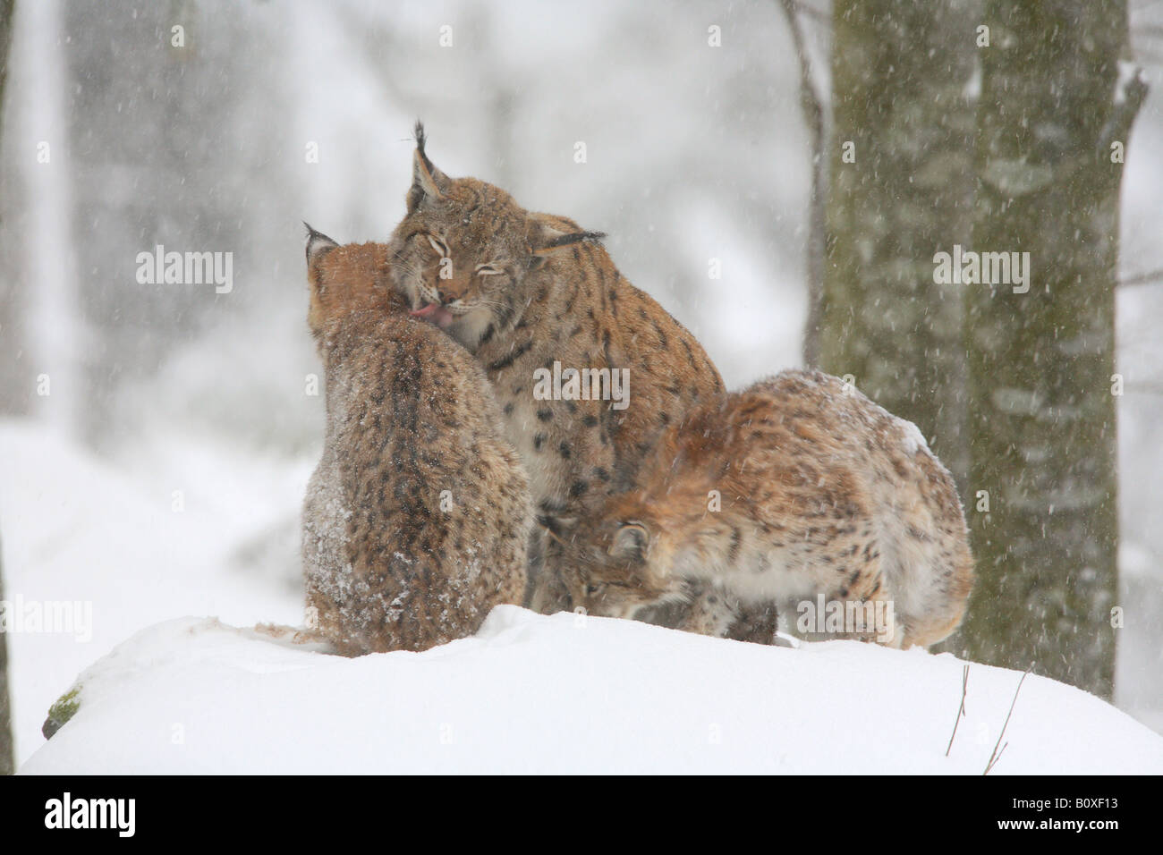 2 European Lynx - with cub in snow / Lynx lynx Stock Photo - Alamy