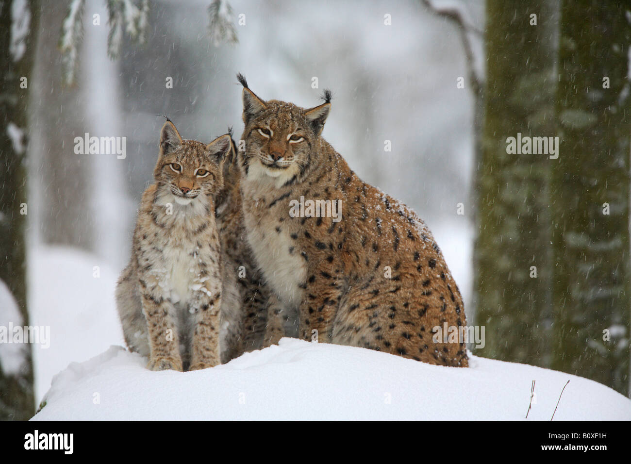 European Lynx - with cub in snow / Lynx lynx Stock Photo - Alamy