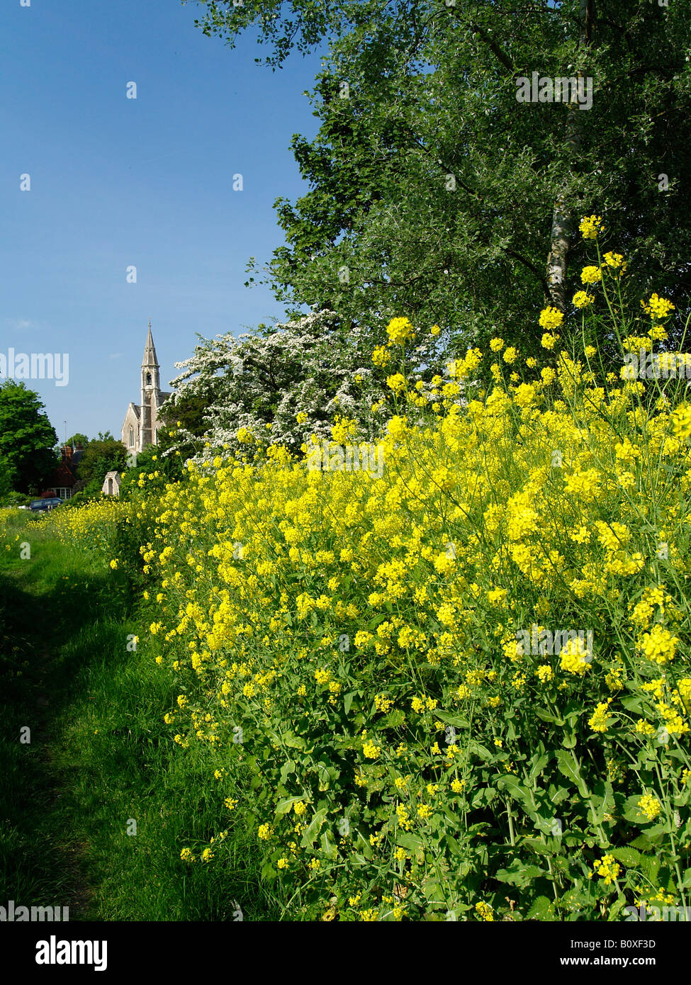 The thames with hampton church hi-res stock photography and images - Alamy